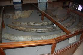 Vacation to Indonesia: Sangiran Site & Sangiran Museum, Discovery The ...