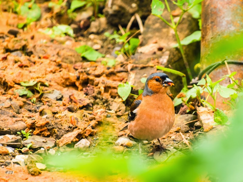 Foto: Masculul de cinteza