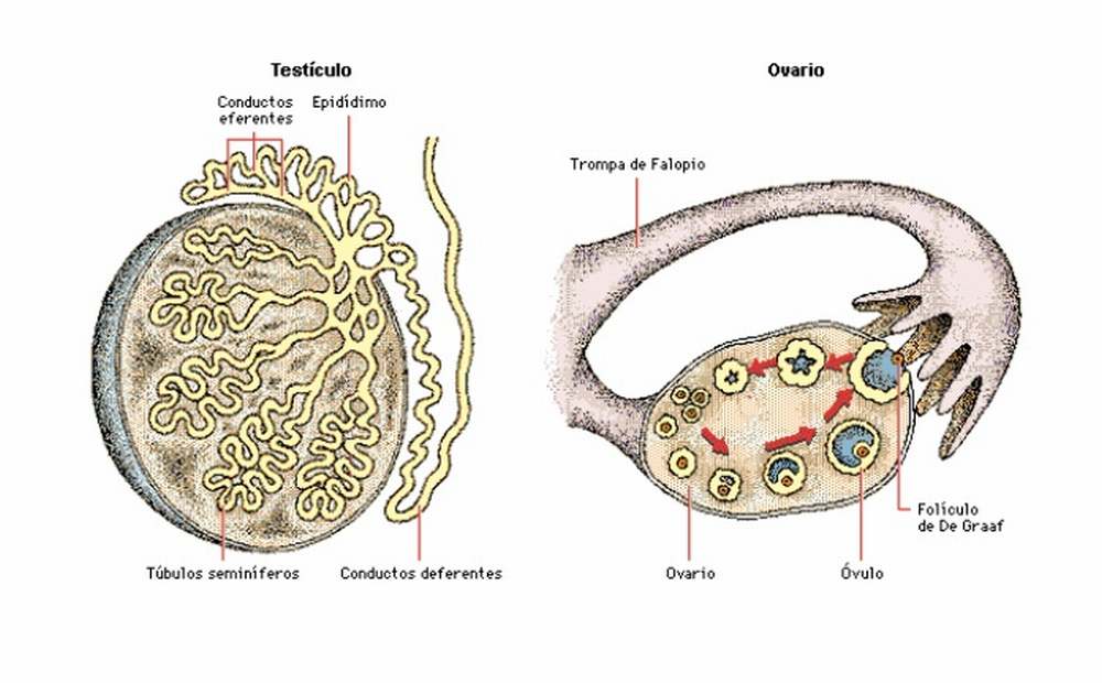 EMBRIOLOGIA 713: CAPITULO 2: GAMETOGENESIS. Transformacion de las ...