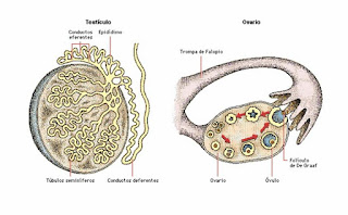 EMBRIOLOGIA 713: CAPITULO 2: GAMETOGENESIS. Transformacion de las celulas germinales en gametos ...