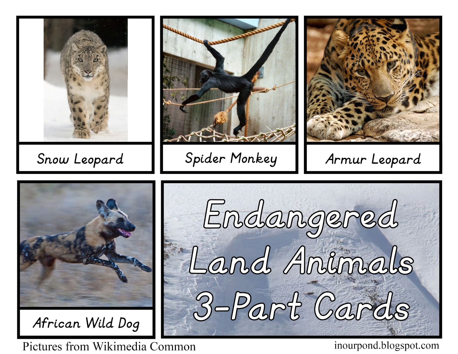 Endangered Land Animals 3-Part Cards - In Our Pond
