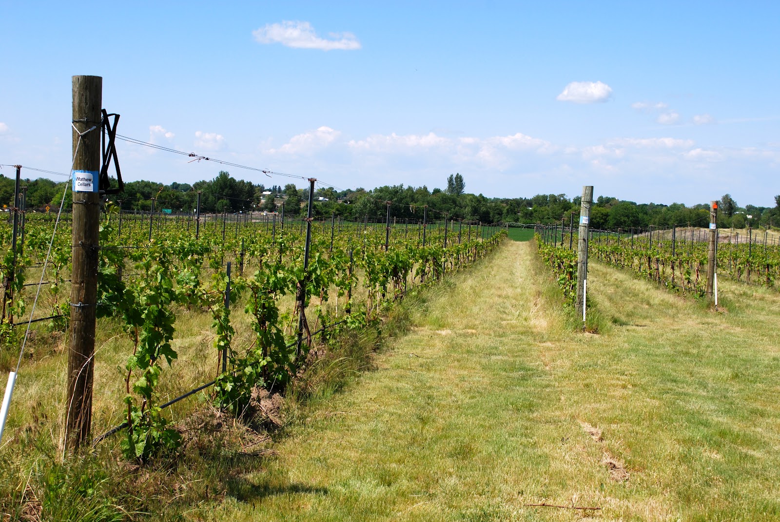 Wanderlust Traveler: Walla Walla, Washington (Wineries)