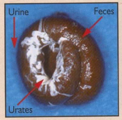 Momma Bird's Café: Poopology