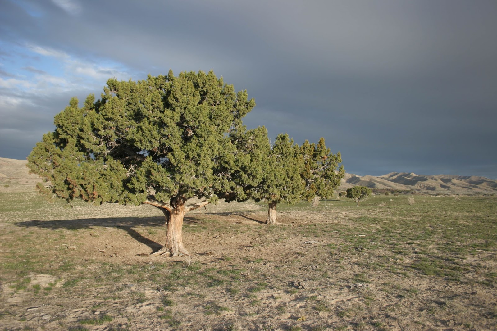 Great Basin Ute: Cedar Mountains Wilderness, Utah