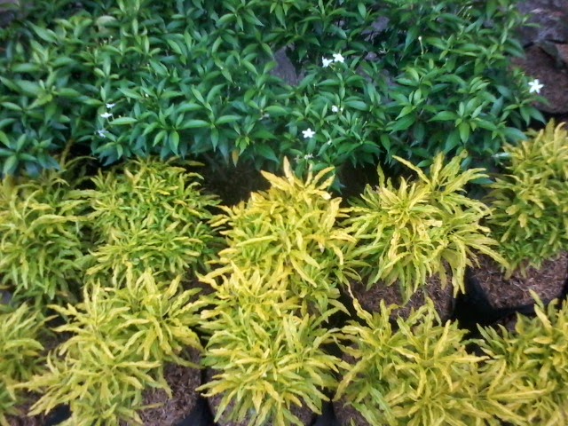 34+ Gambar Tanaman Brokoli Hijau yang Wajib Diketahui - Informasi ...