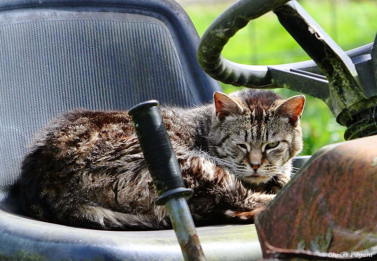 Tabby Feral Tractor Cat
