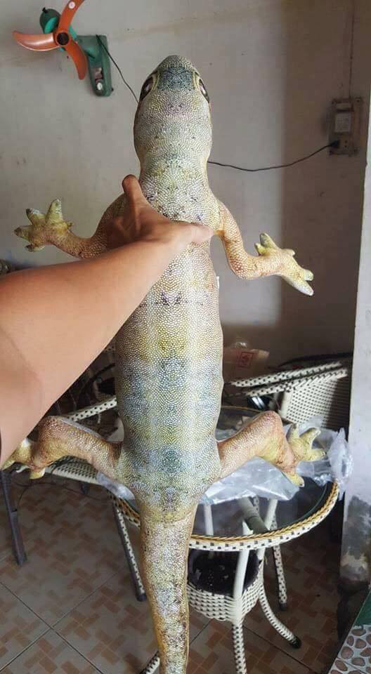 Gambar Cicak : Gambar Cicak Terbang Dan Benarkah Bisa Terbang? | Nama ...