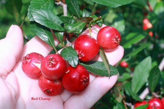 Sacramento Vegetable Gardening: YeeHaw for the MayHaw!!!