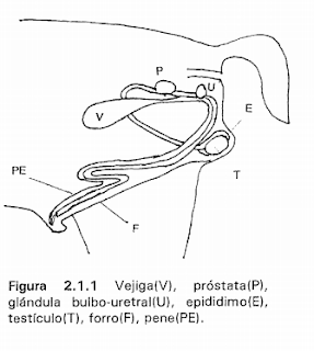 llama con: Male Reproductive Anatomy, Part 1
