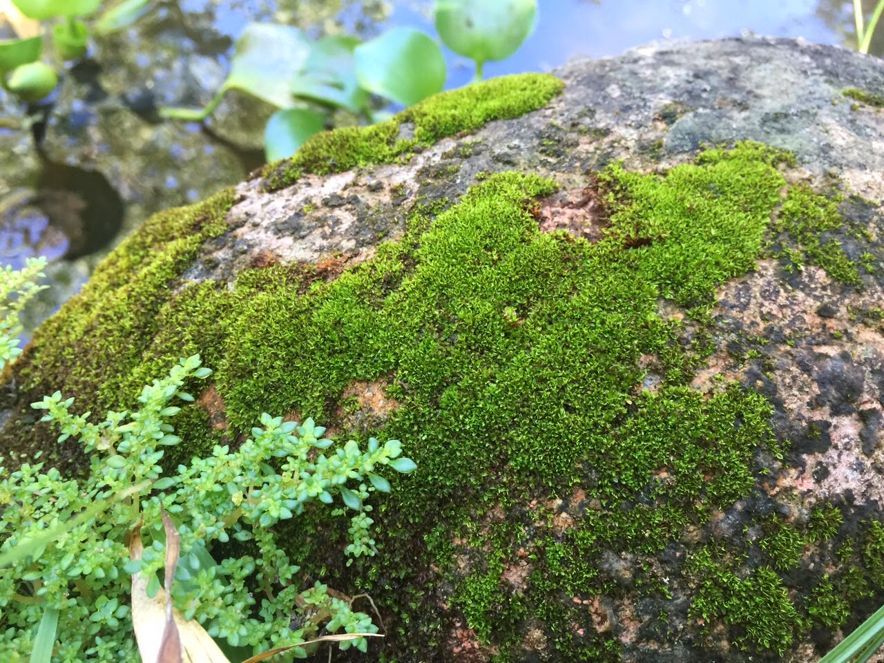 Biologia : Fevereiro 2015