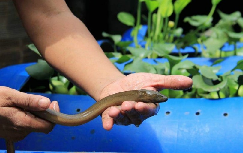 12 Cara Budidaya Belut Dalam Drum Dan Bak Terpal Berdasarkan Para Ahli ...