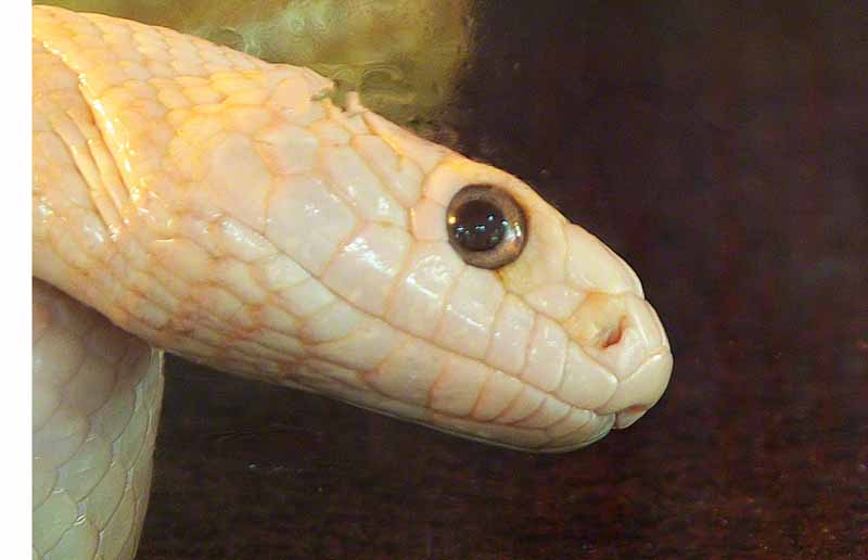 Ryukyu Life: Wildlife Photo: White Snake and Some Asian Legends