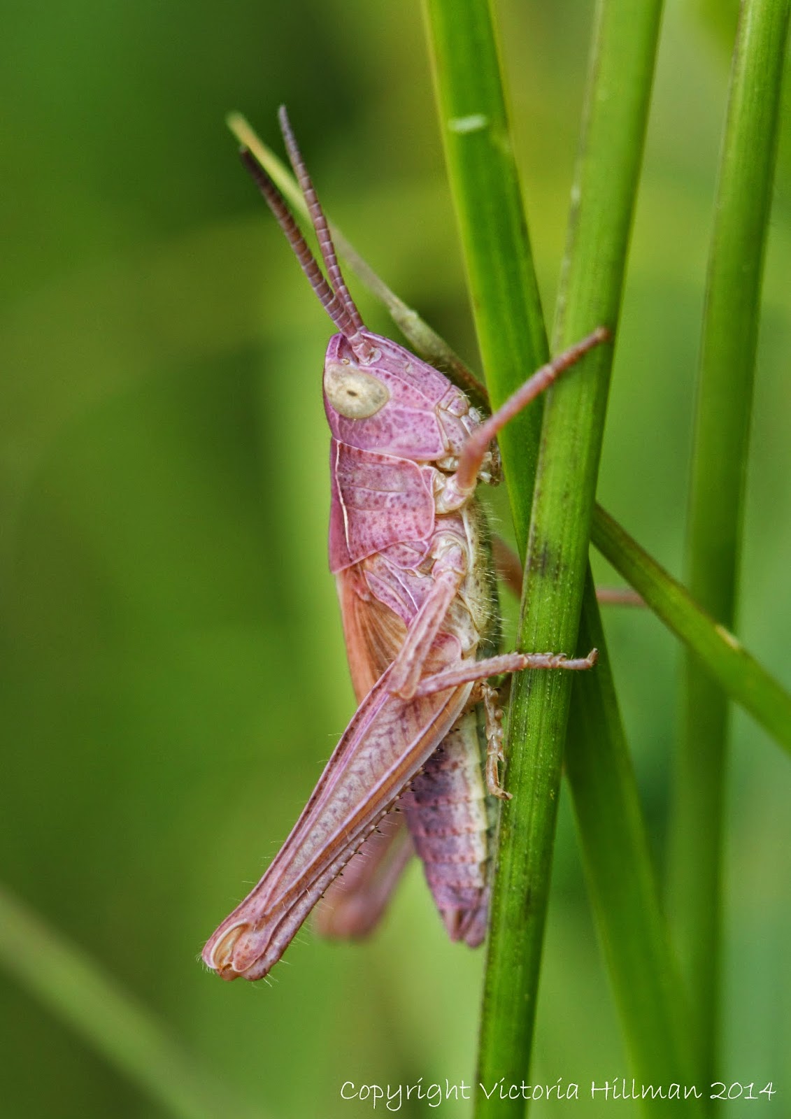 Victoria Hillman Nature Photography Blog: Grasshoppers, Nothing But ...