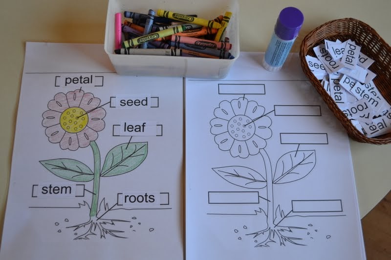 The Guilletos Playful Learning: Learning about the different parts of a ...