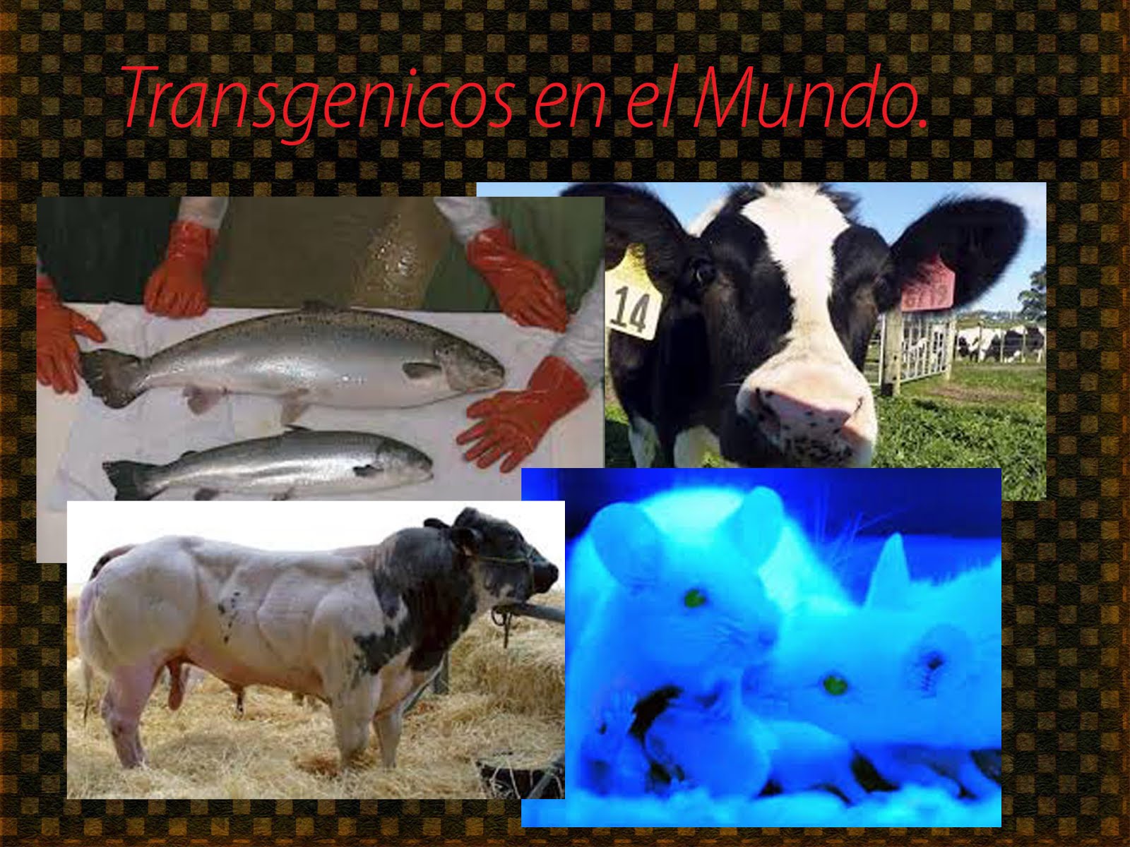 Animales transgénicos y la necesidad humana.
