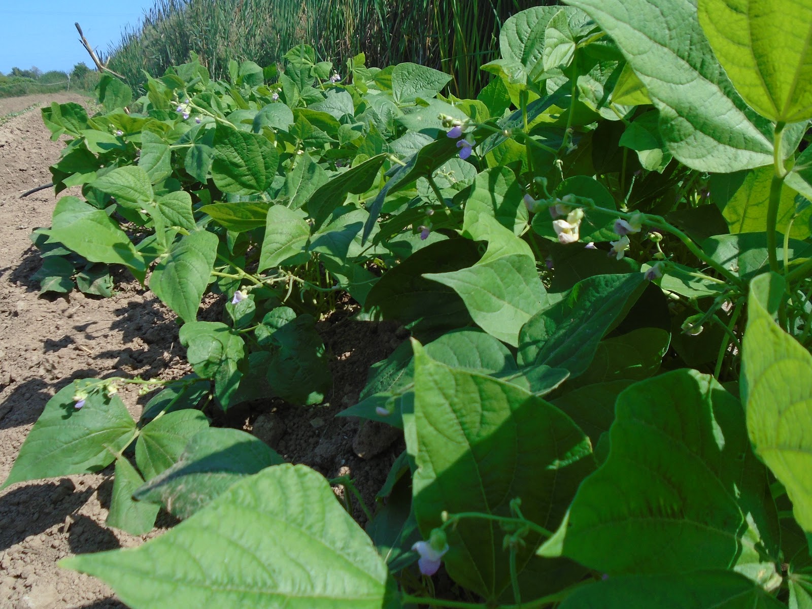 Ramonet si vas a l'hort: Bajoca del cigarret de mata baixa
