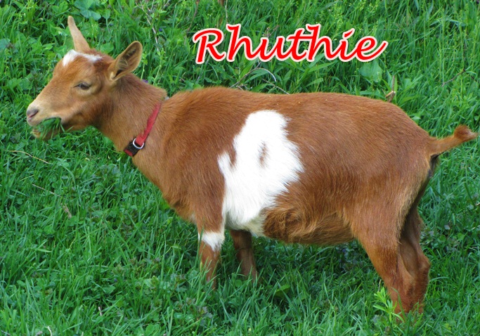 BooneDocksWilcox: Thursday Goat Hike