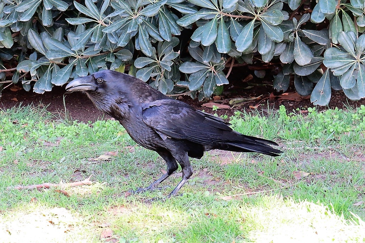 Aus catalanes: 2014/01 - Barcelona - Parque de la Ciudadela - Mes de enero