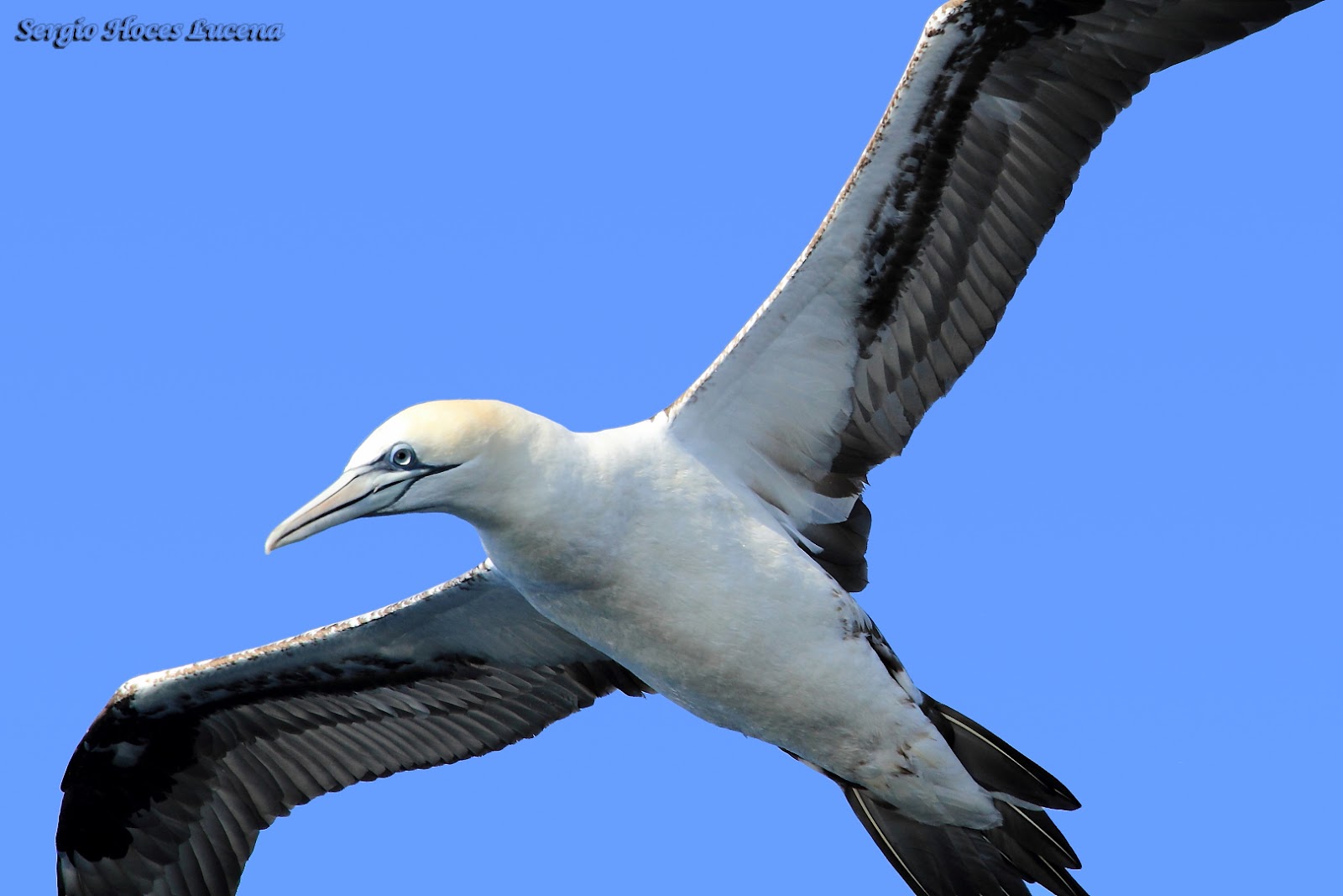 Viajes, Salidas, Naturaleza, (Fotografía).: Alcatraz Atlántico (Morus ...