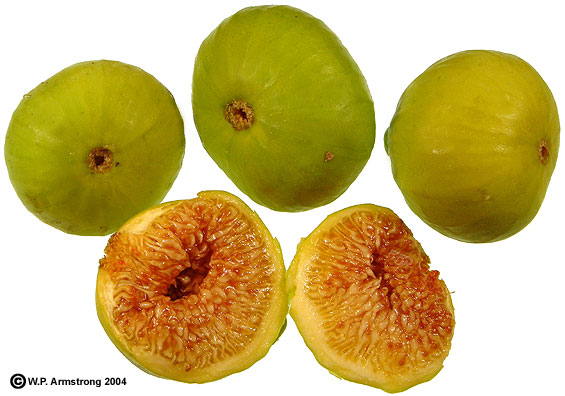 Calimyrna Fig - Var Tin