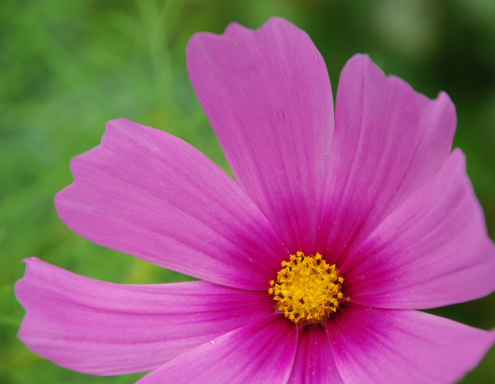 Snapshot Voyager: Remembering Rebecca