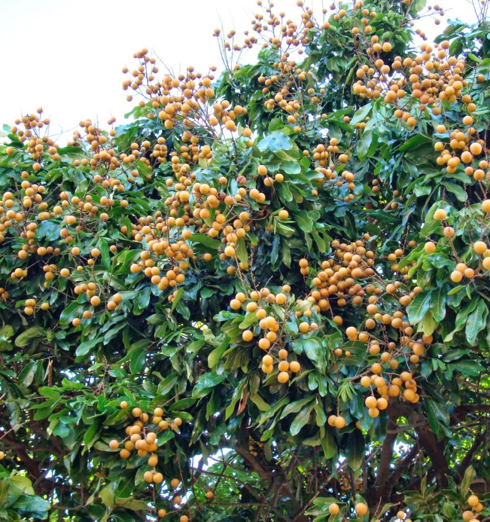 Trik Supaya Tabulampot Lengkeng Rajin Berbuah | Budidaya Alam