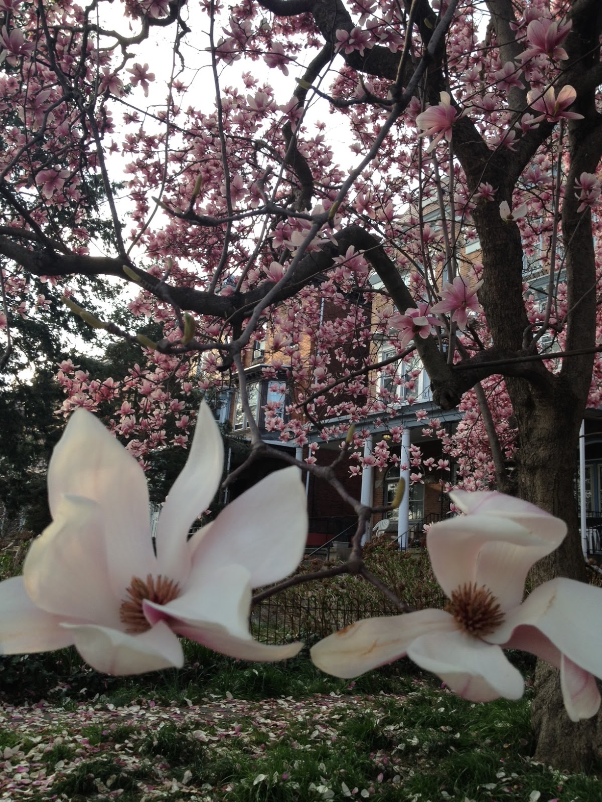 PHILLY TREES: MARCH MAGNOLIAS: BLOSSOMS BLOOMING