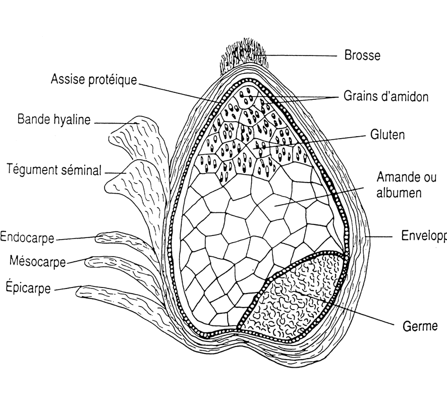miaaaaaam: Fiche BTM : Le Blé