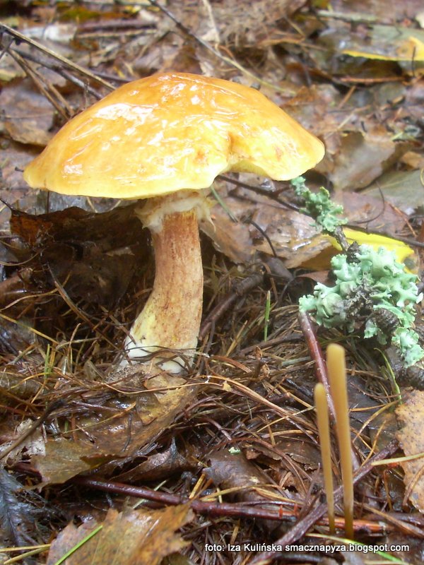 Grzyby gatunkami. Maślak żółty, modrzewiowy | Smaczna Pyza