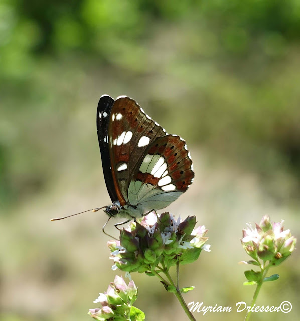 Gîte et découvertes de la vallée du Sant: Papillon Sylvain azuré