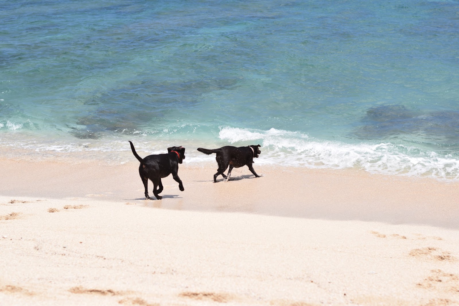 Where Can Dogs Go On The Beach