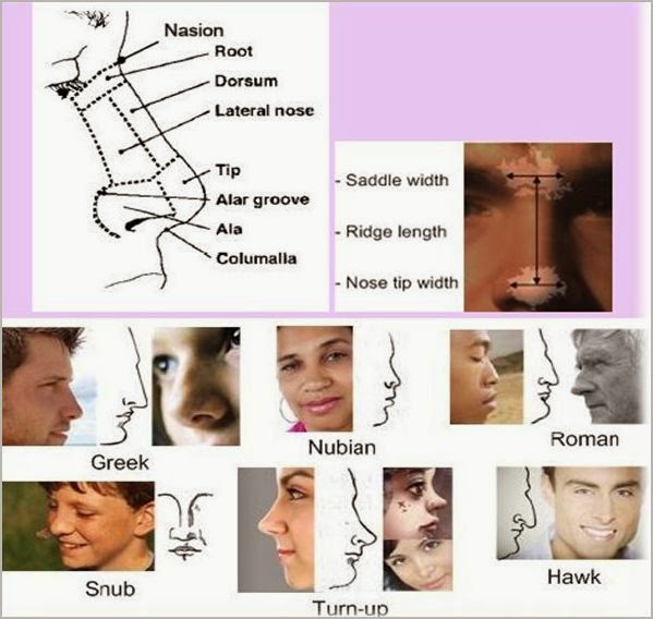 Types Of Nose Shape And Personality at Edward Criss blog