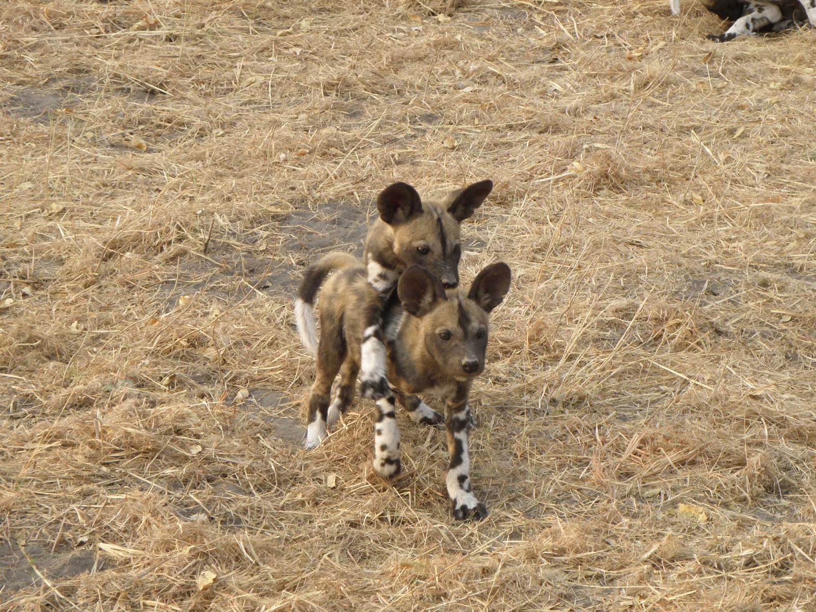 Treetops Office: Extra edition No.12 LAGOON CAMP－LYCAON PICTUS PUPPIES－