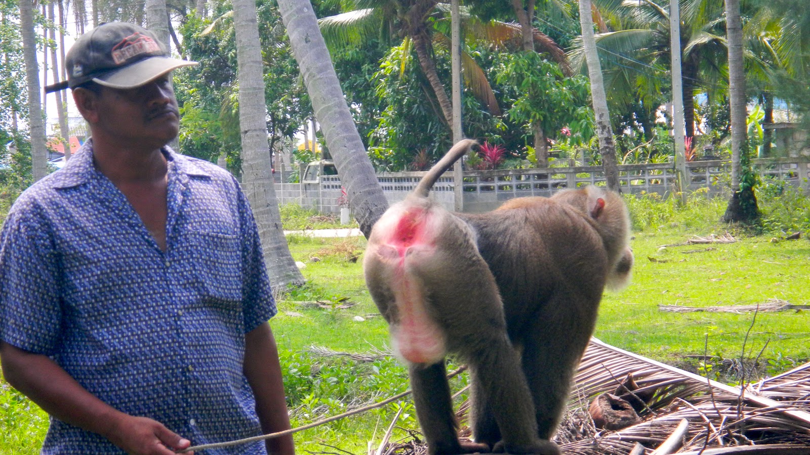 Master Story Teller: Monkey Business on Ko Samui Island, Thailand