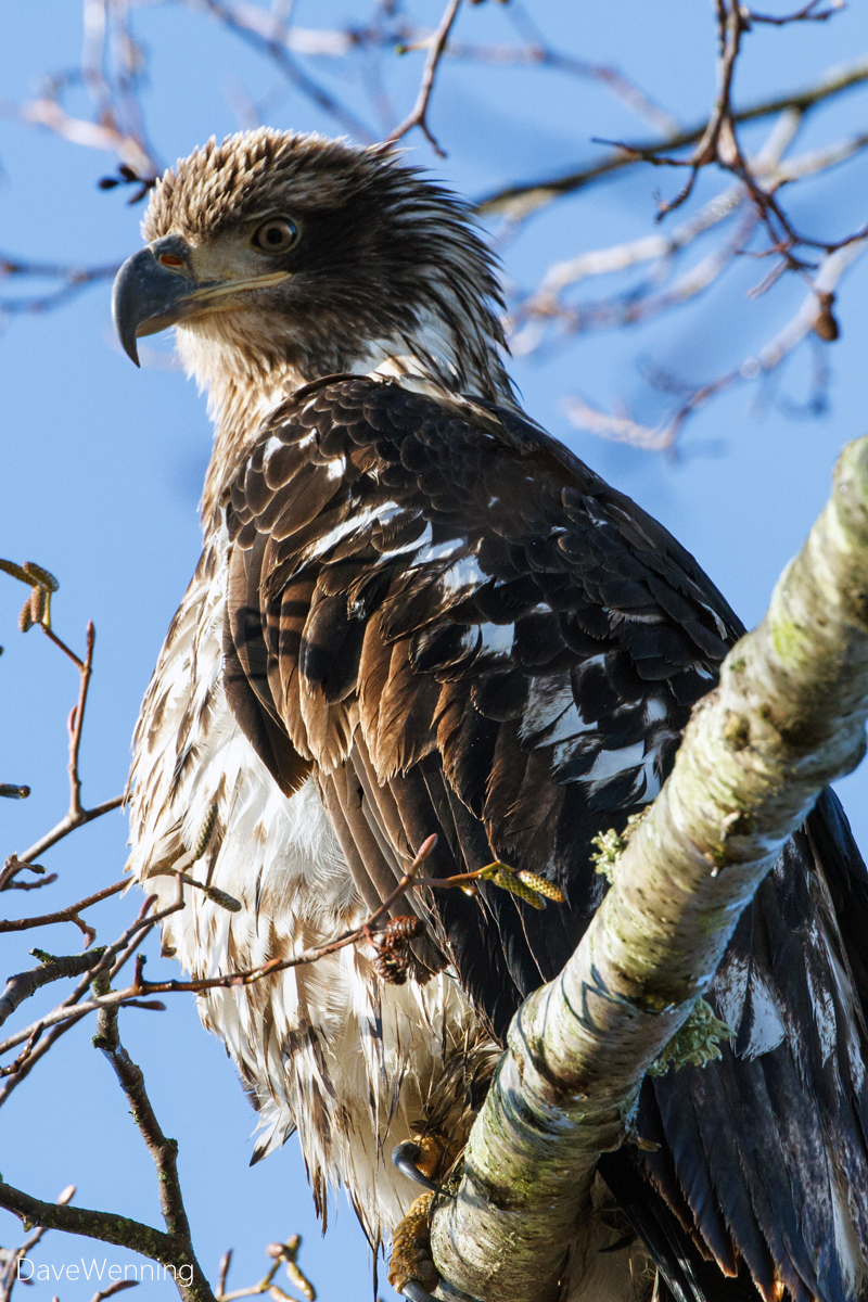 Eagle Morning