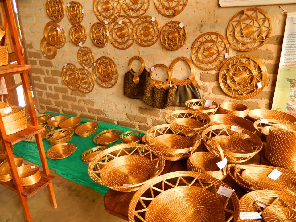 Jardinería Atómica: Capim Dourado_ "O oro vegetal"