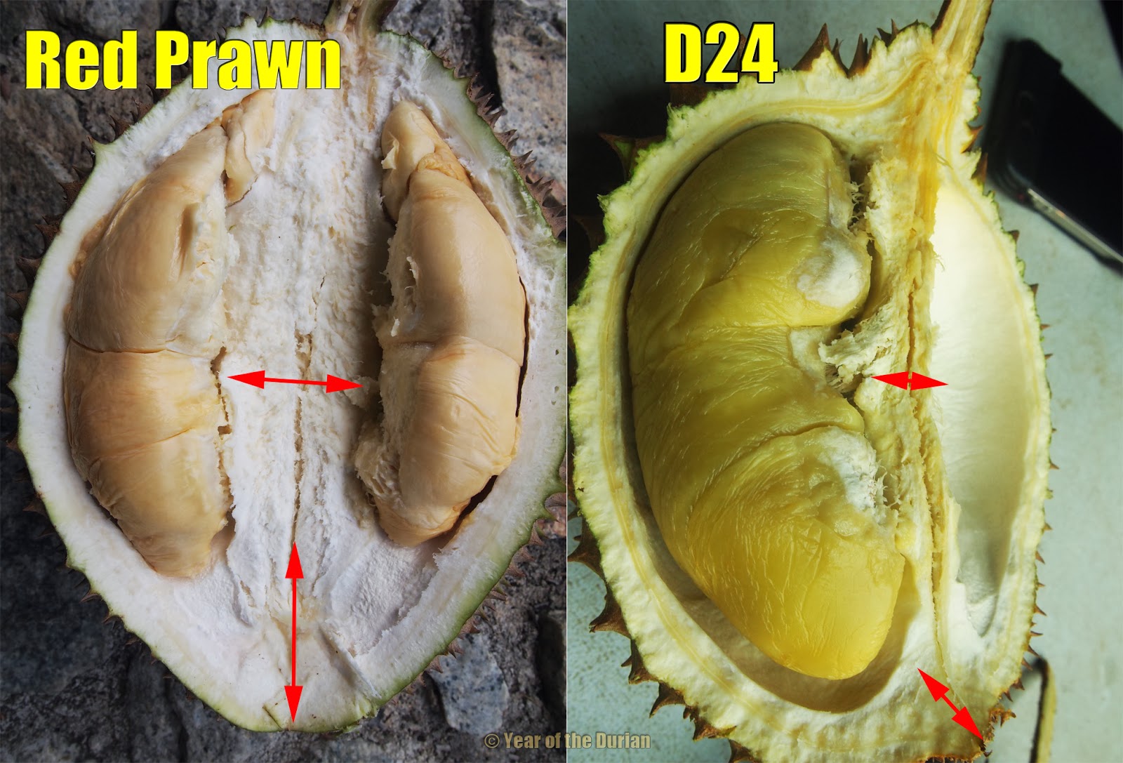 How to Identify Red Prawn Durians
