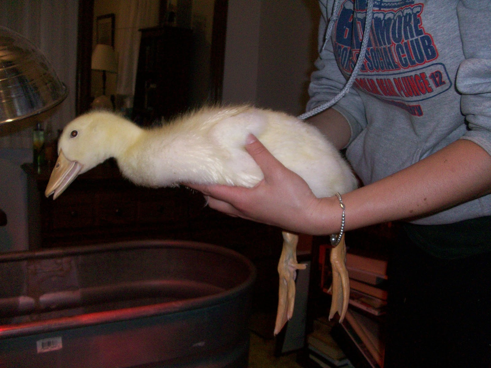 Ducks & Clucks: 3 Weeks Old!