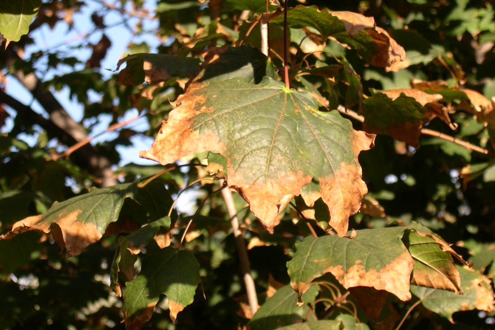 CO-Horts: Time for a Tree Checkup