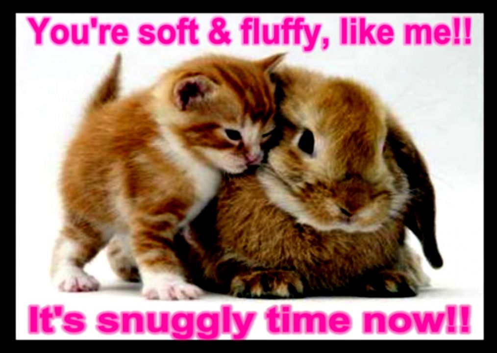 Cute Animals Pictures With Quotes | Wallpapers Gallery