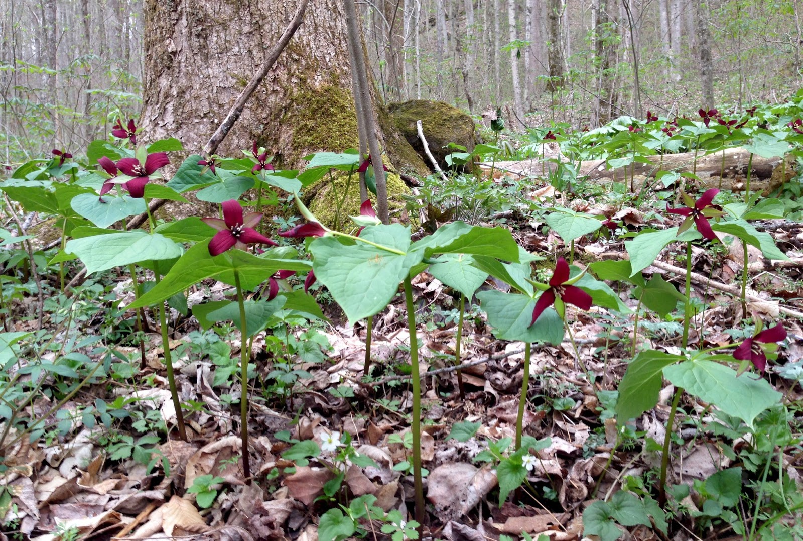 The Kentucky Nature Blog: Spring Wildflowers at Anglin Falls State ...