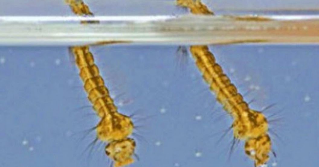 Cara Mengatasi Jentik Nyamuk Dengan Sangat Mudah - Cara Mengusir Nyamuk