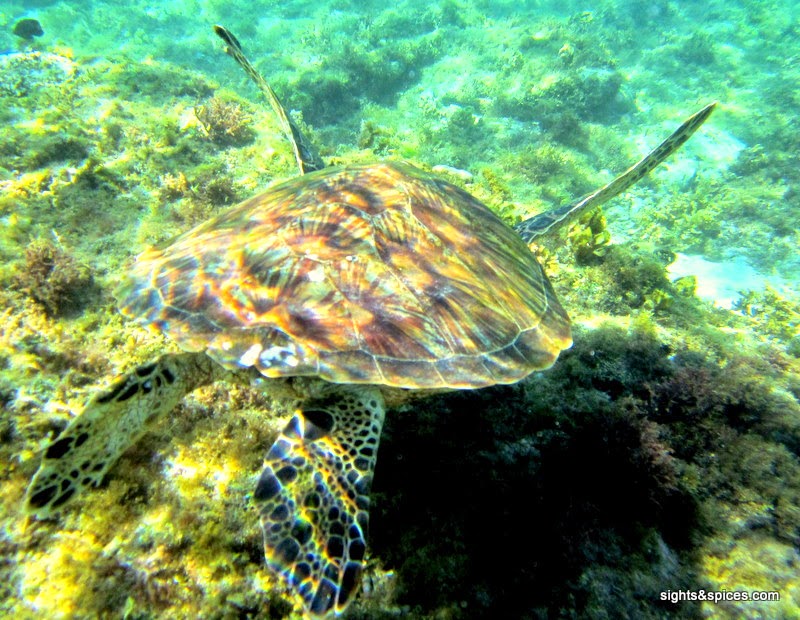 Sights and Spices: Sights: The Gentle Sea Turtles of APO ISLAND, NEGROS ...