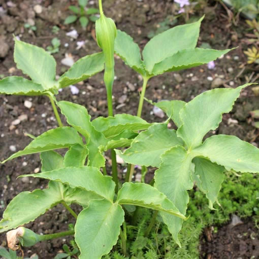 About Health: Pinellia