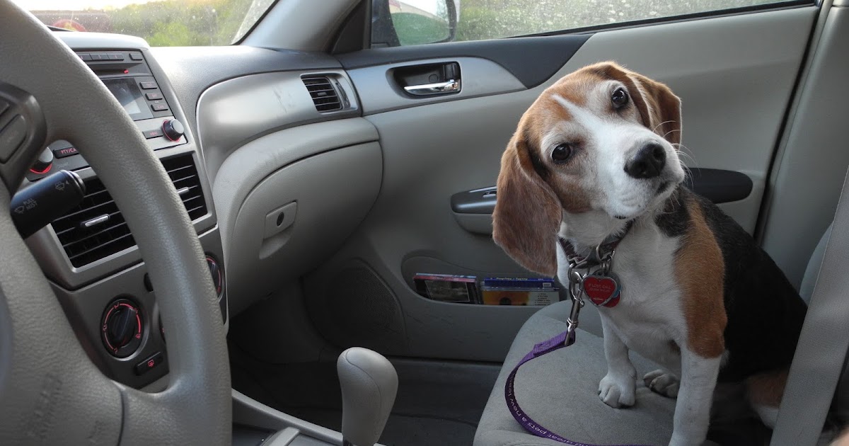 One Girl and One Beagle's Scheibler Treasure Hunt: Vilsack Row: 1659 ...