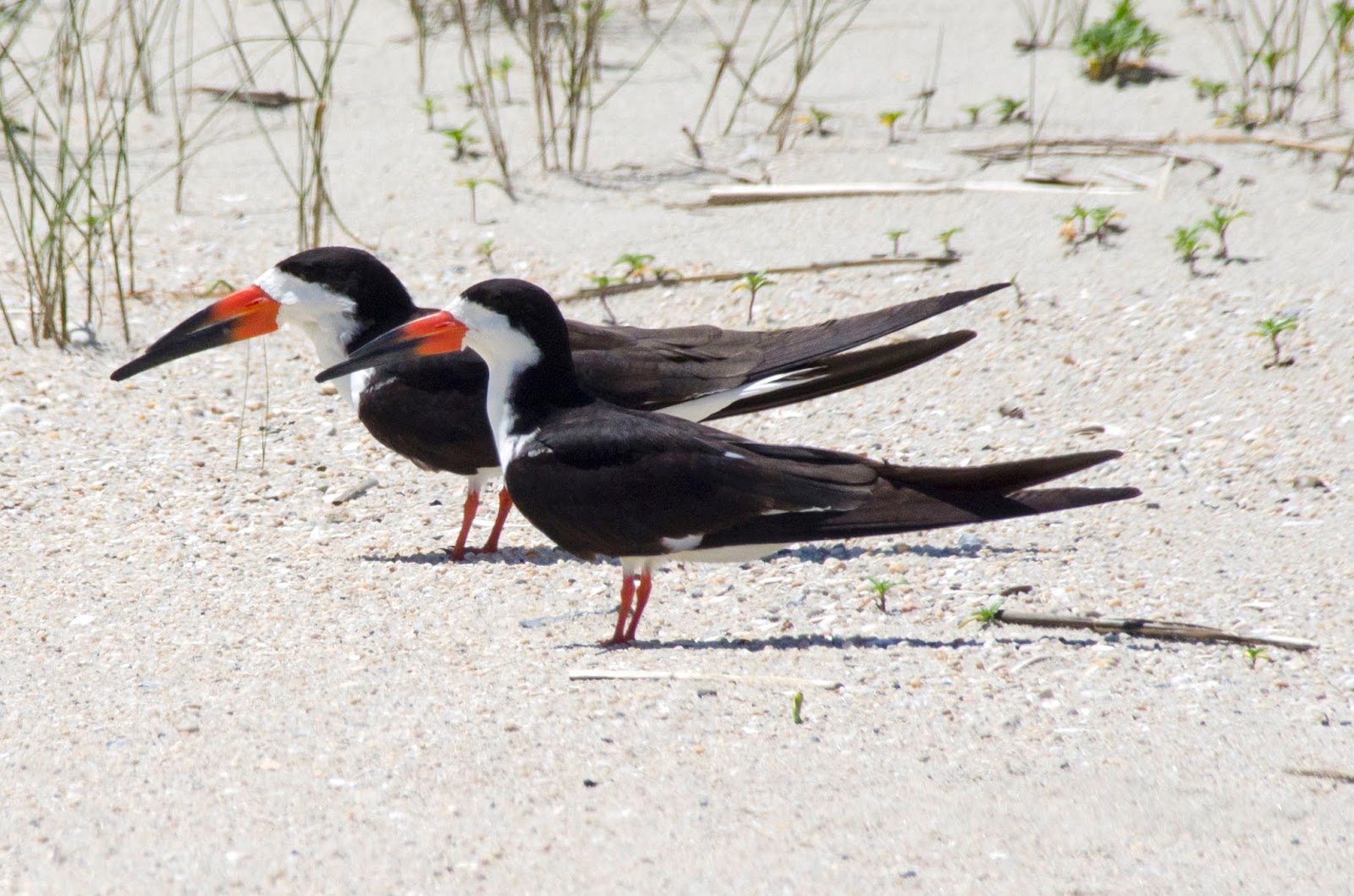 Urban Wildlife Guide: Black Skimmers