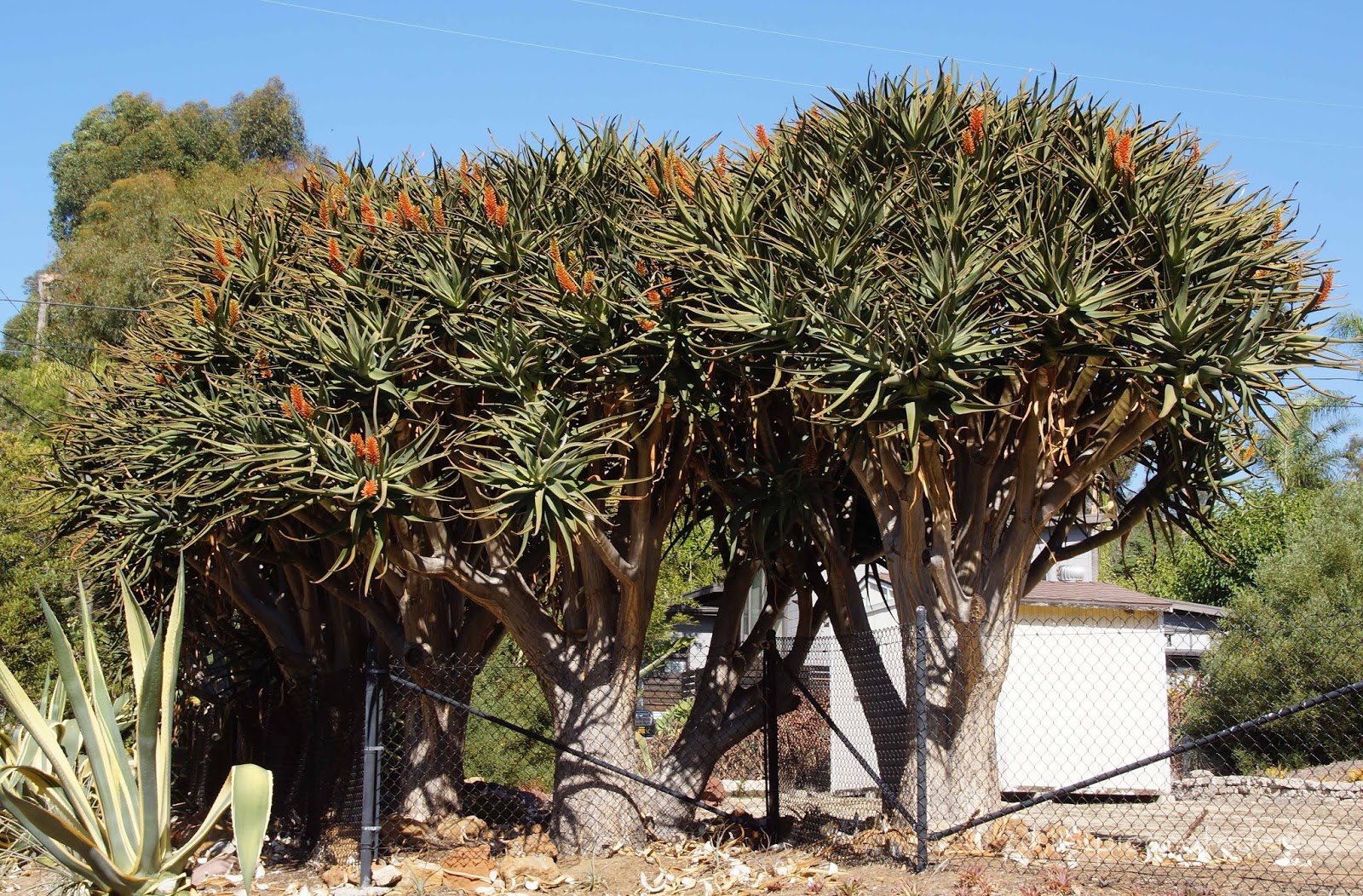 First Aloe/Aloidendron 'Hercules' Flower