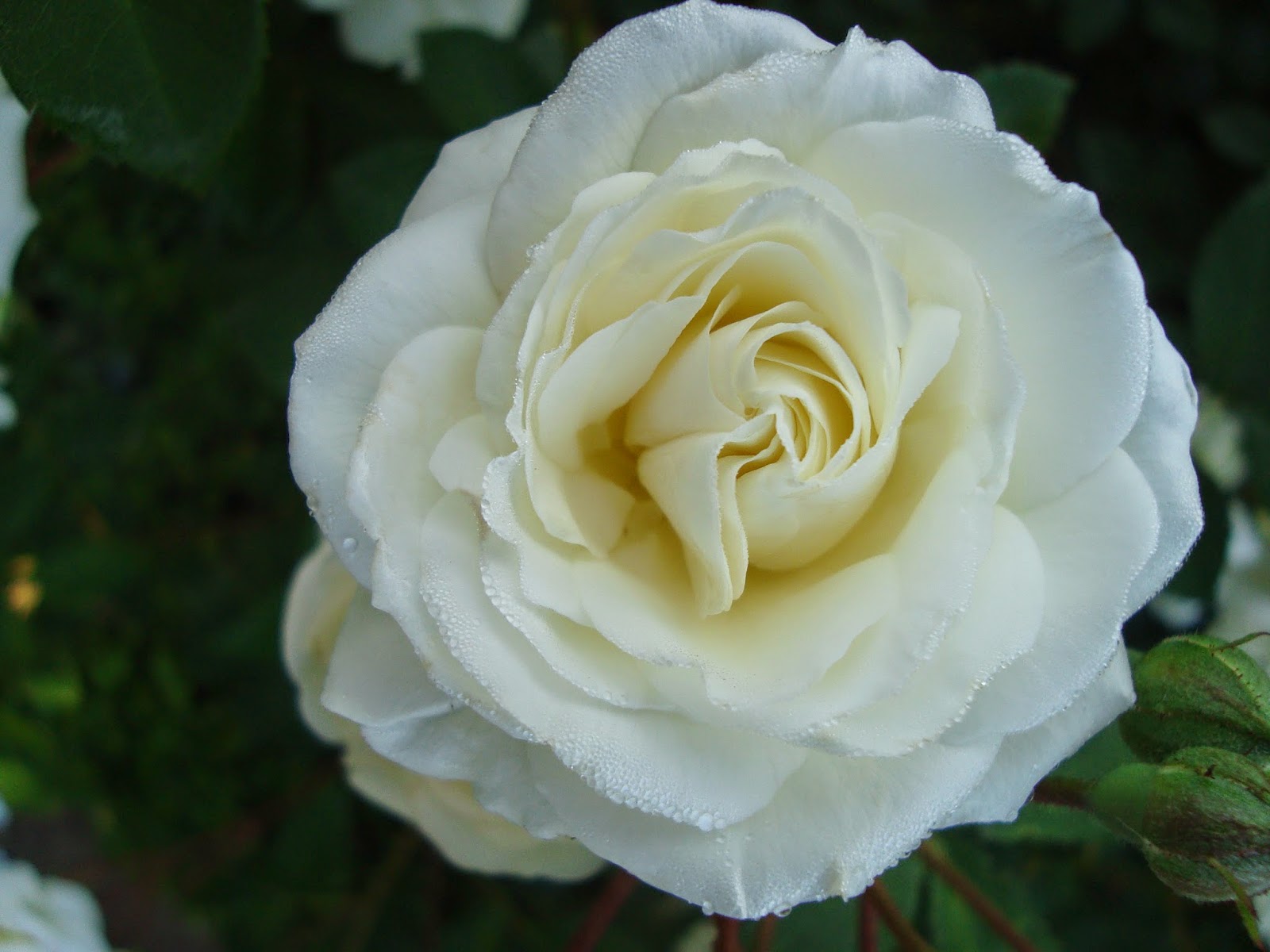 Passionnément jardin: Une rose... un rosier.... Midsummer Snow