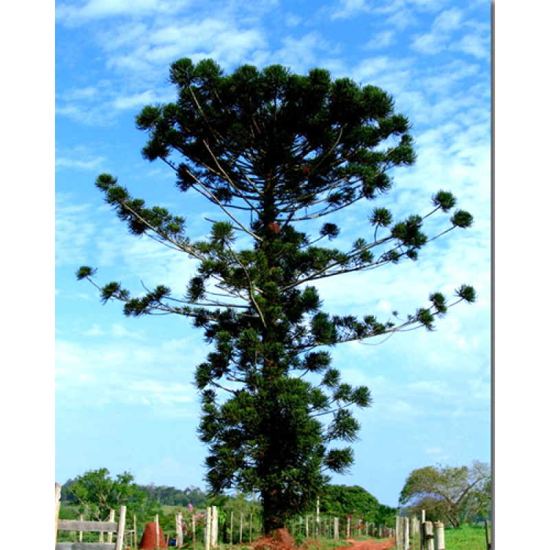 Coníferas Seeds: Tipos de Pinheiros Brasileiro