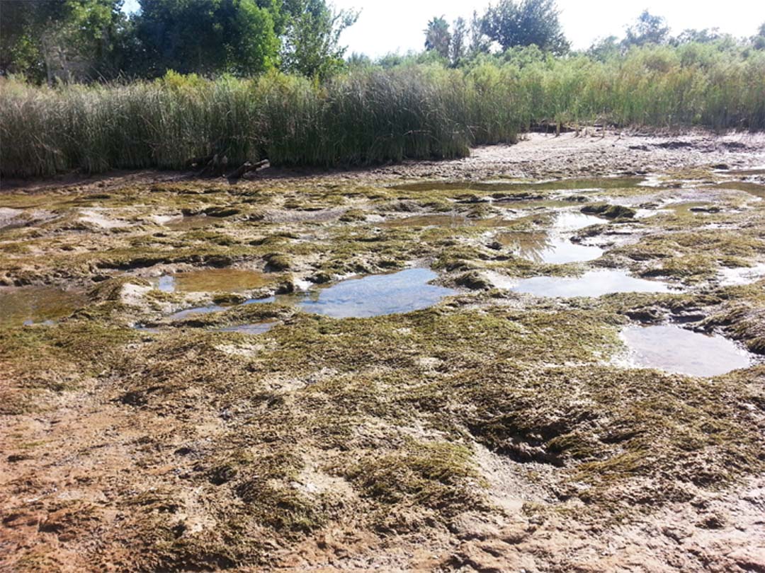 Laughlin Buzz: Colorado River Levels low this week in Laughlin, Nevada